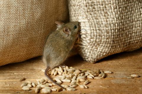 5 dicas para controlar roedores de forma eficiente | Syngenta PPM